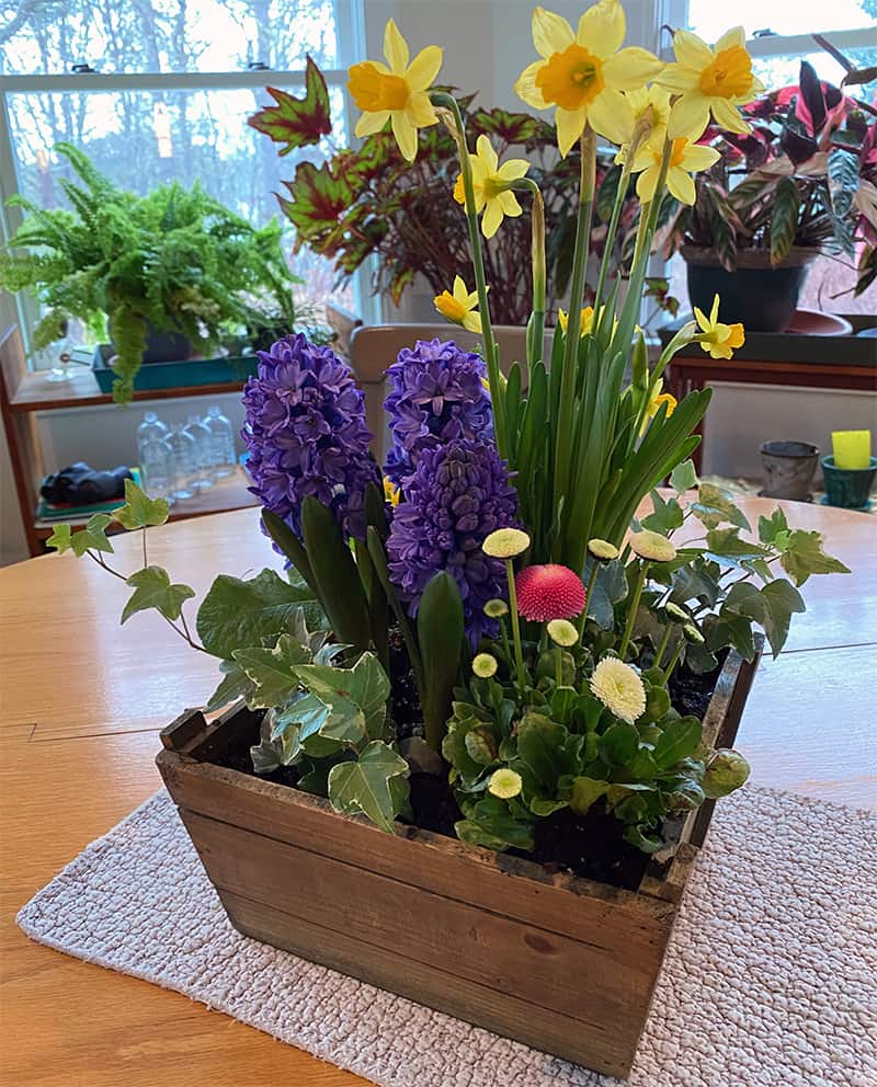 Cress, Spring Flowers, and Old Carpet as Mulch | Plantrama.com