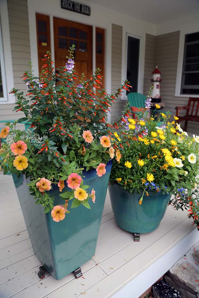 Container Maintenance, Diagnosing Plant Problems and Product Picks ...