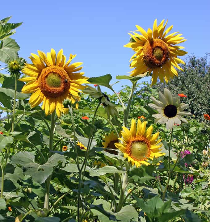 May Foraging, Annual Sunflowers and What Plants Do At Night | Plantrama.com