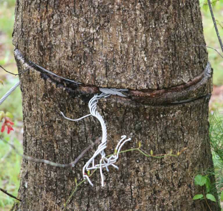 Staking Trees, Pinching Plants and Harvest Parties | Plantrama.com